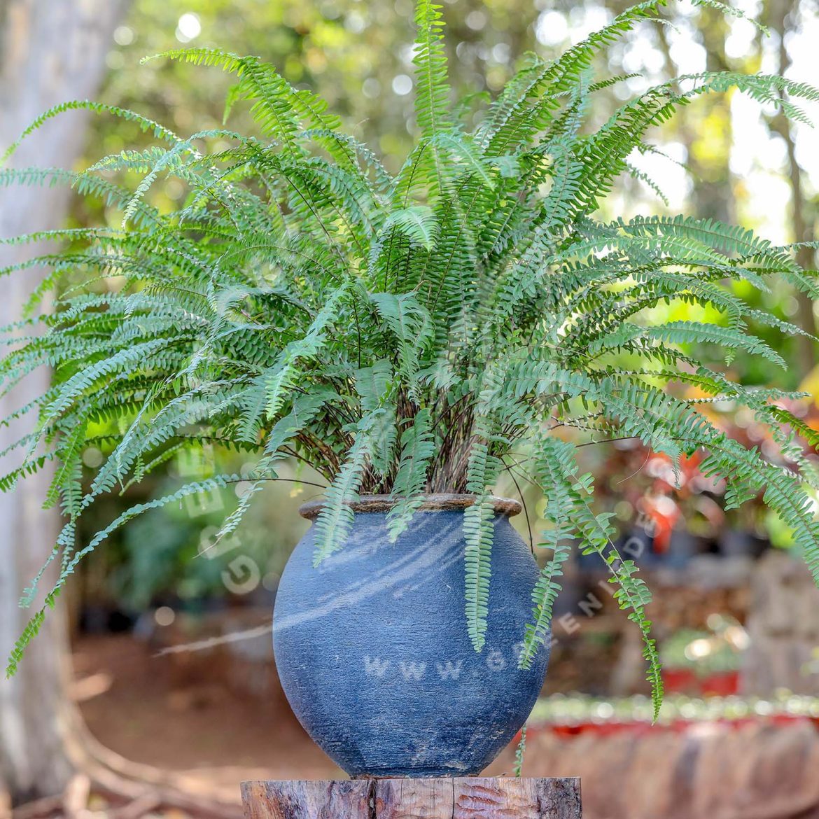 Ladder Fern – Nephrolepis exaltata – Greenit Duka